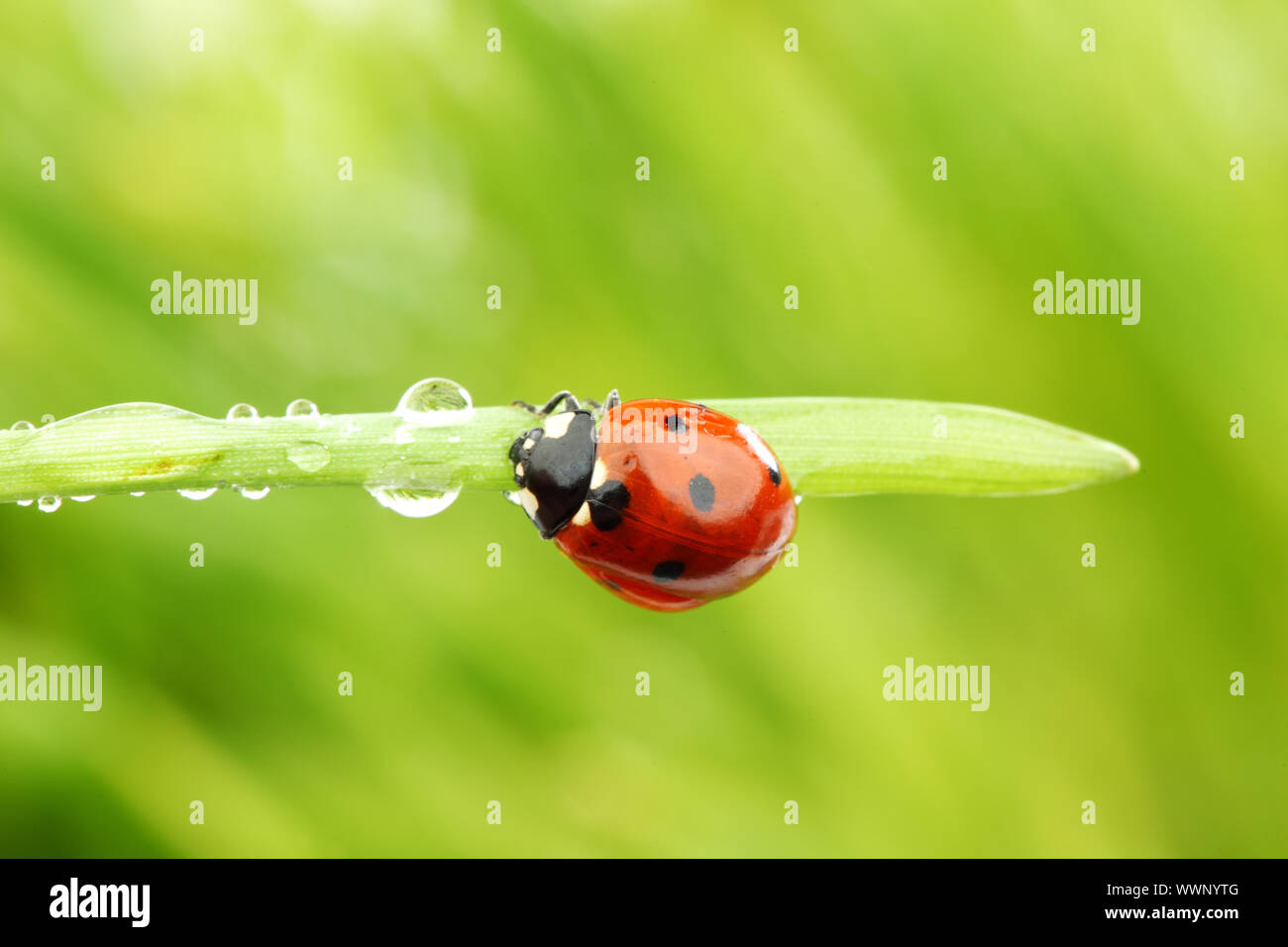 ladybug on grass in water drops Stock Photo - Alamy