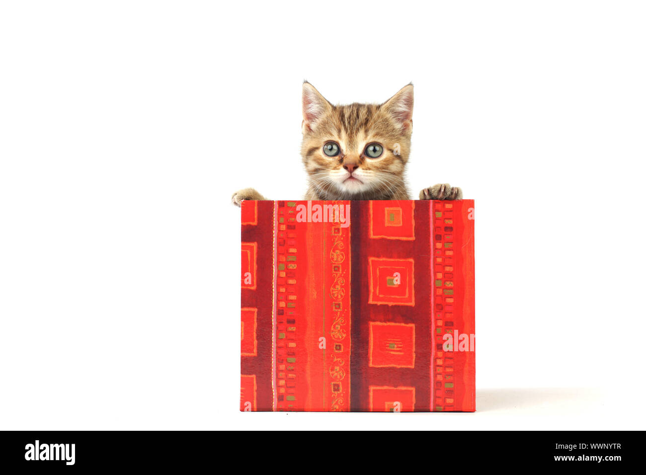 cat in gift box isolated on white background Stock Photo - Alamy