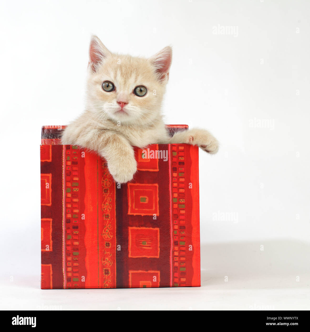 cat in gift box isolated on white background Stock Photo - Alamy