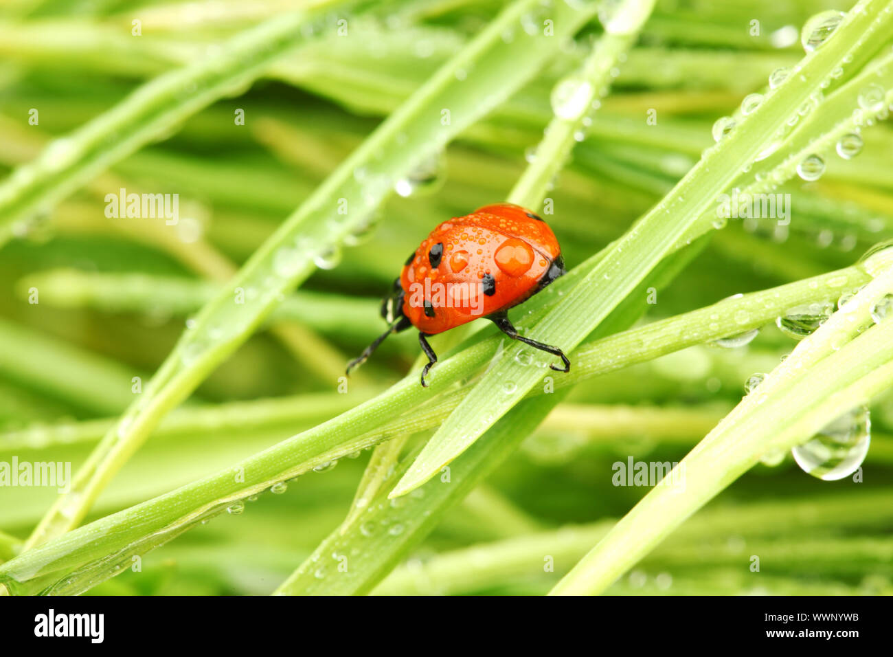 ladybug on grass in water drops Stock Photo - Alamy