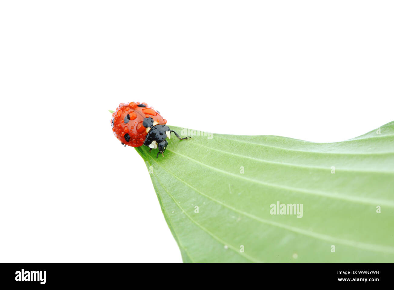 ladybug on big green leaf Stock Photo - Alamy