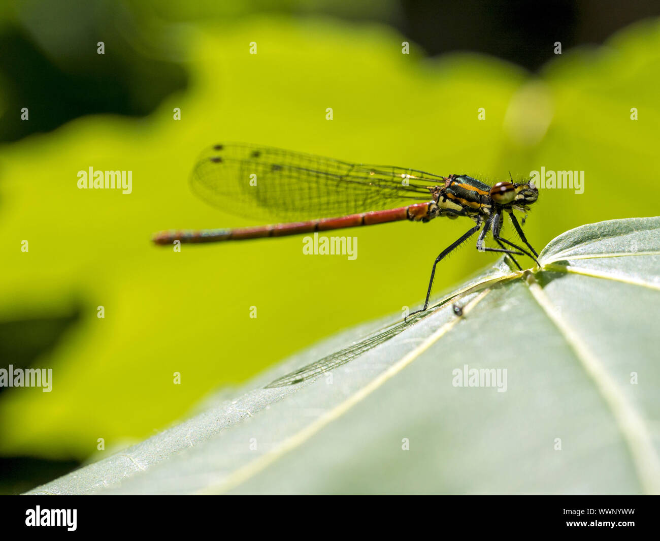 Large red damselfly (Pyrrhosoma nymphula Stock Photo - Alamy