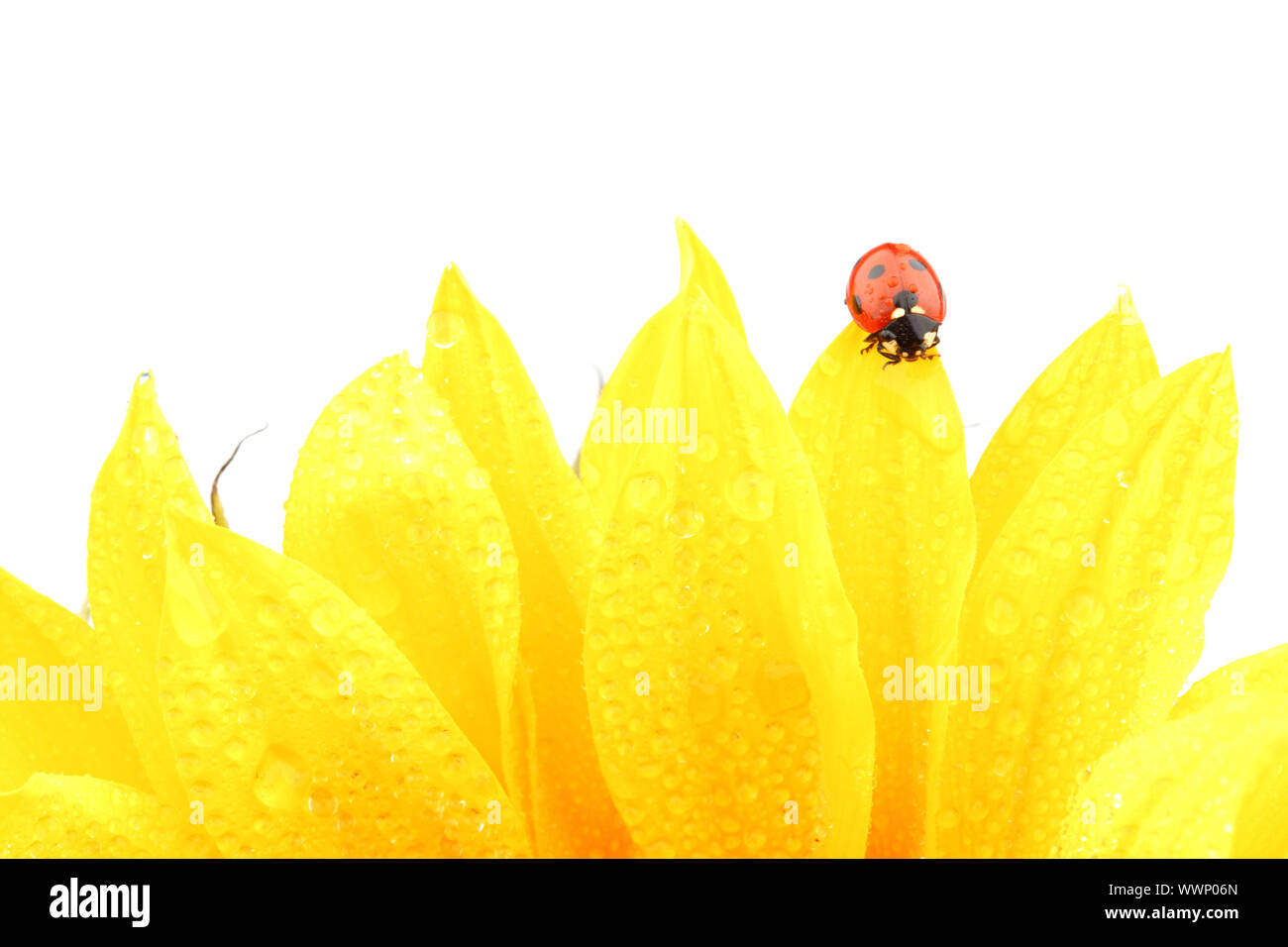 ladybug on sunflower isolated white background Stock Photo - Alamy