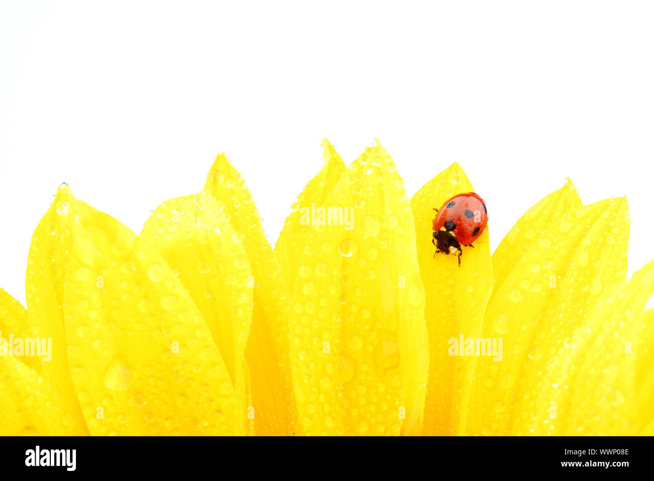 ladybug on sunflower isolated white background Stock Photo - Alamy