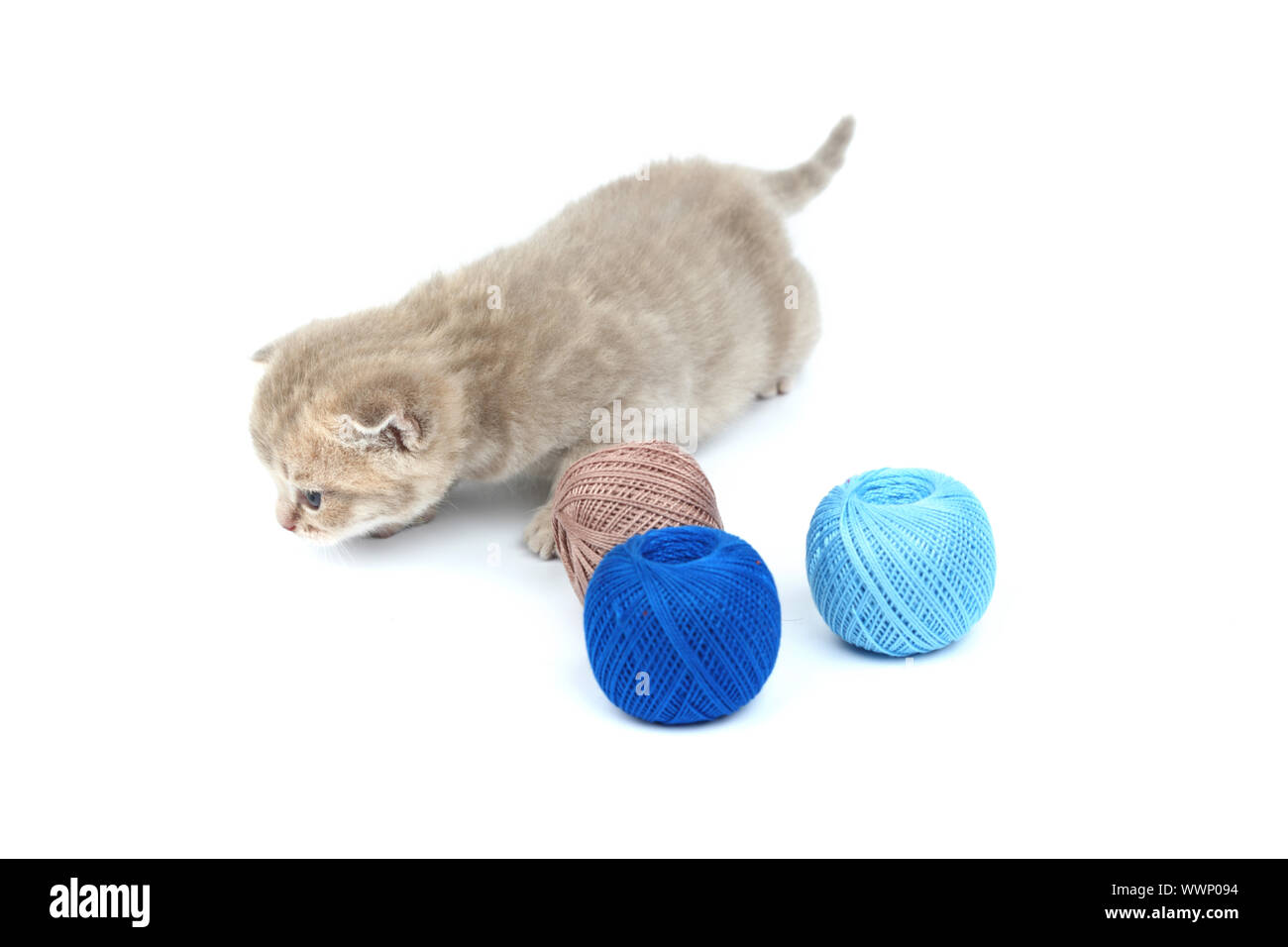 cat and blue wool ball isolated on white Stock Photo - Alamy