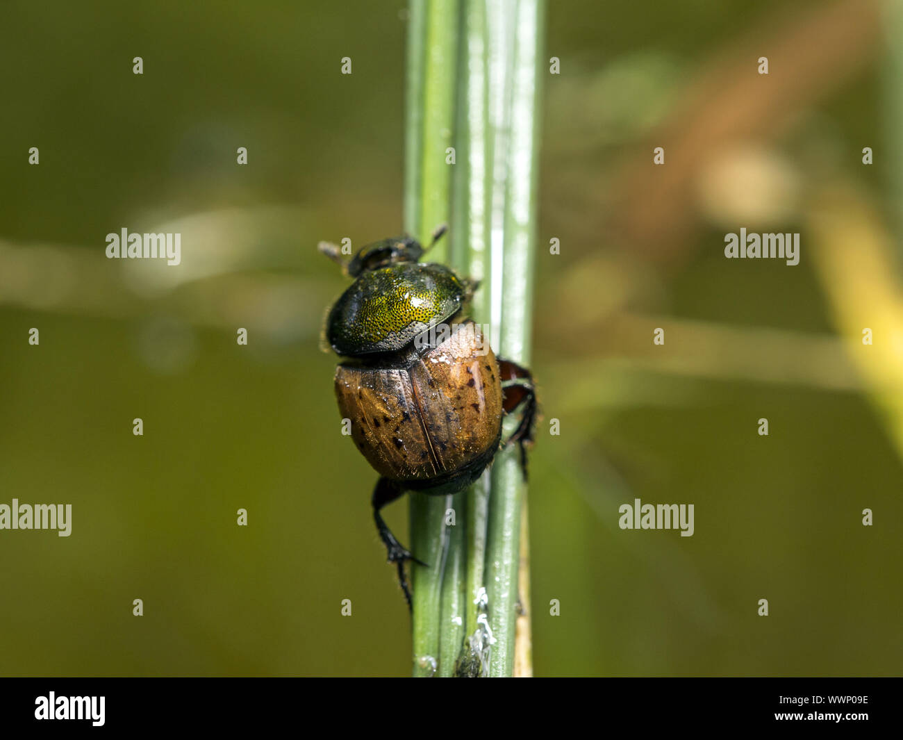 Green dung beetle hi-res stock photography and images - Alamy