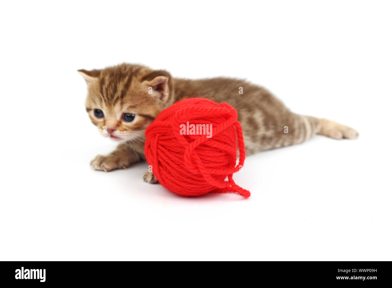 cat and red wool ball isolated on white Stock Photo - Alamy
