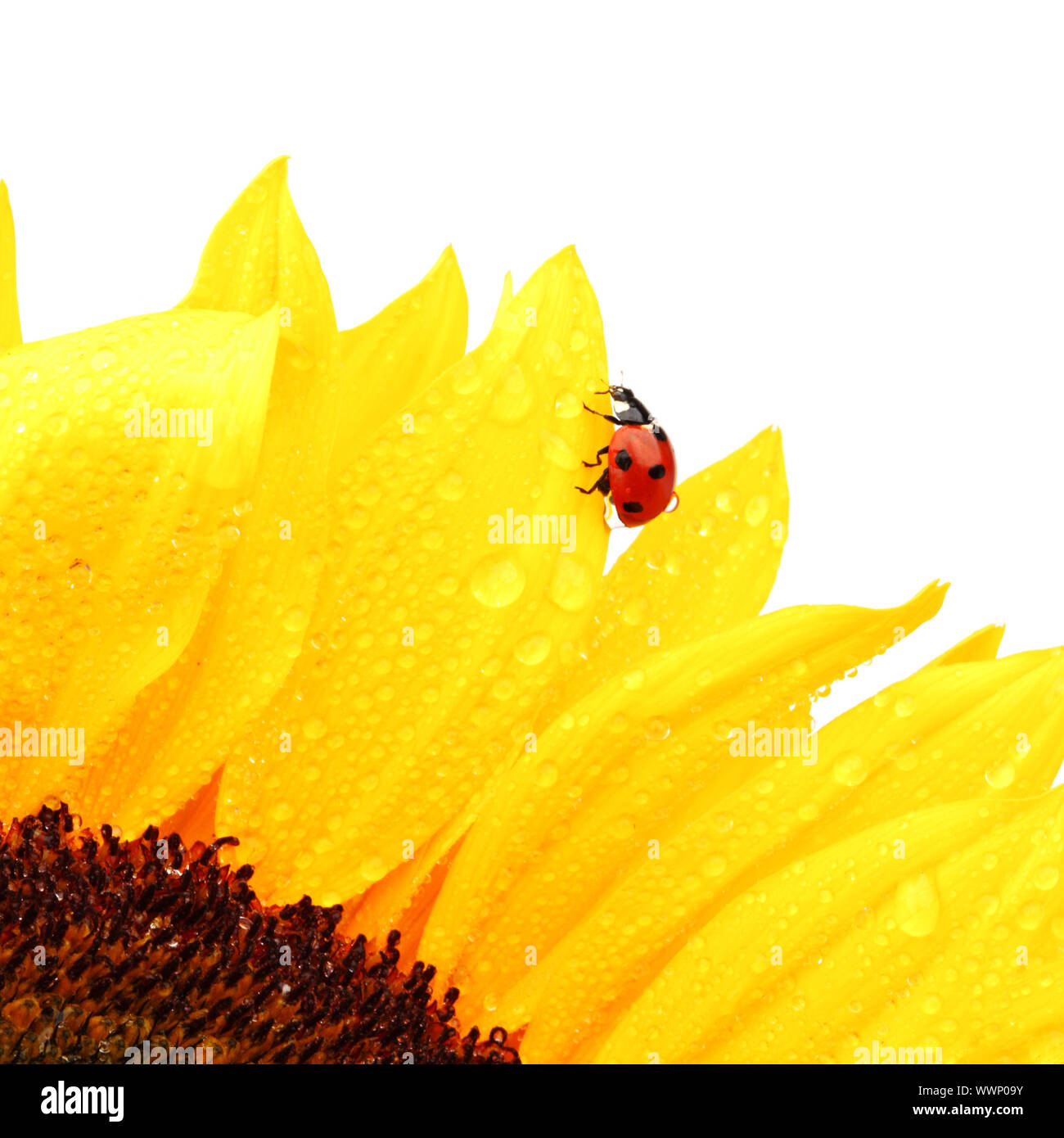ladybug on sunflower isolated white background Stock Photo - Alamy