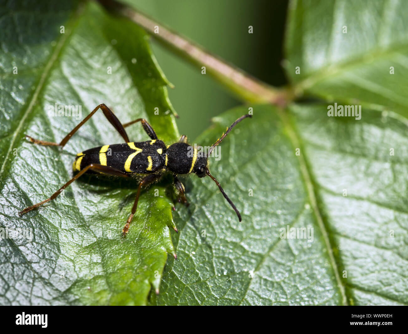 Wasp beetle hi-res stock photography and images - Alamy