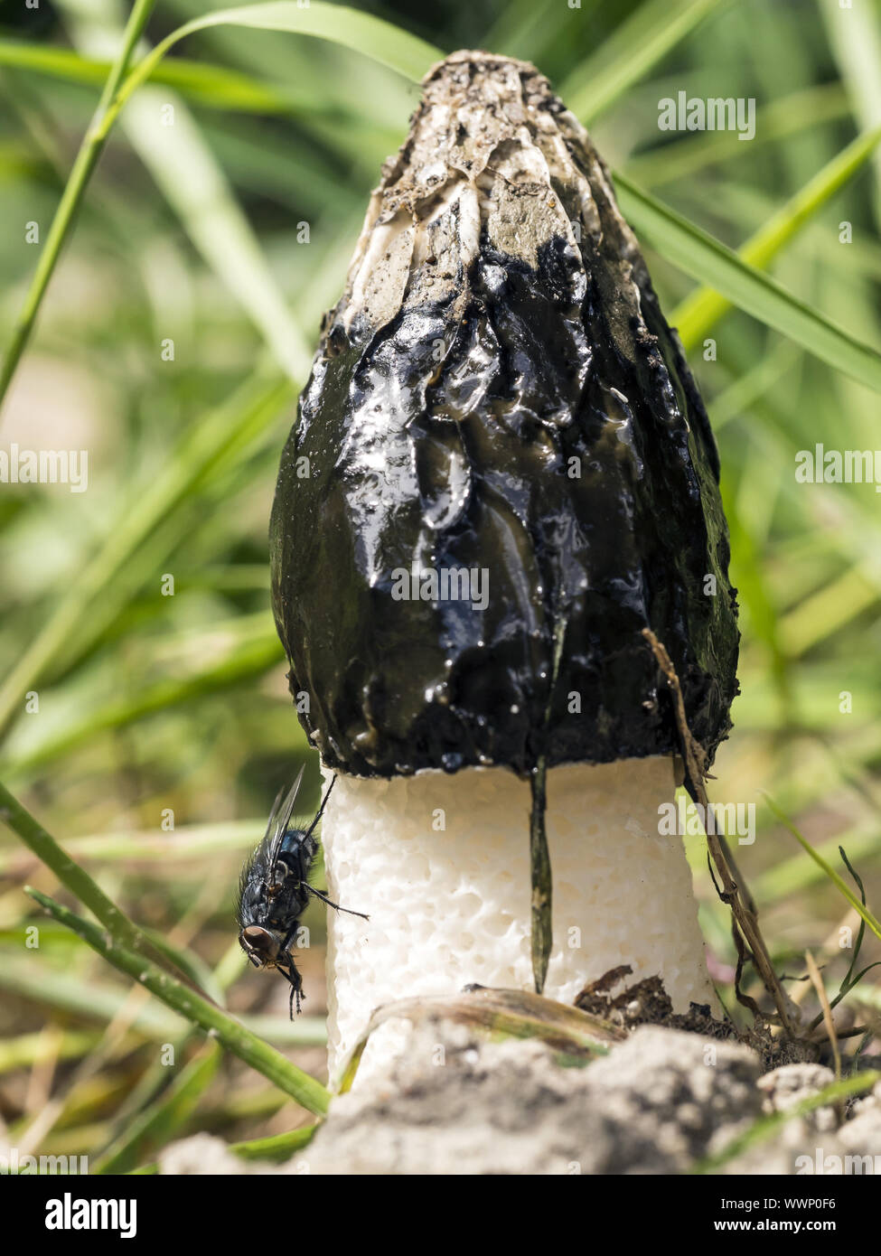 Common stinkhorn phallus impudicus stinkmorchel hi-res stock ...