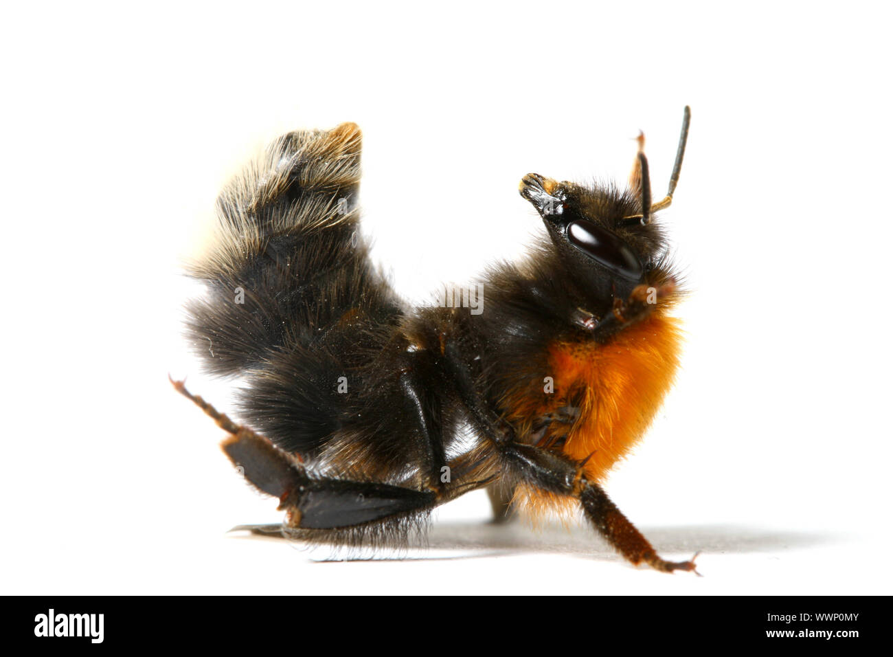 dance aerobic bumble bee isolated on white background Stock Photo - Alamy