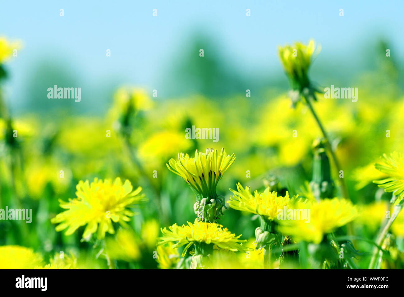 yellow dandelion green field nature background Stock Photo - Alamy