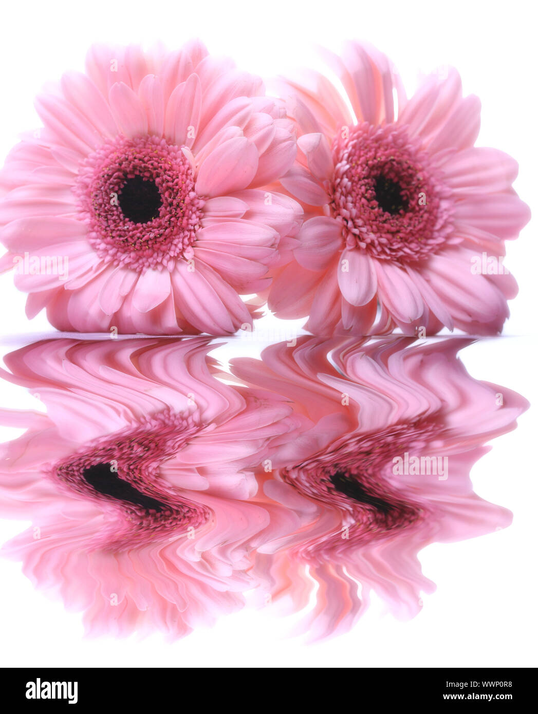 Botanical details reflect hi-res stock photography and images - Alamy