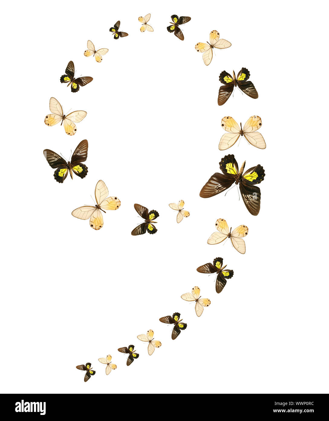 Nine number butterfly show isolated Stock Photo - Alamy