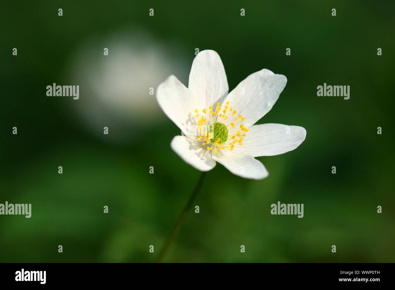 spring windflower beautiful nature background Stock Photo - Alamy