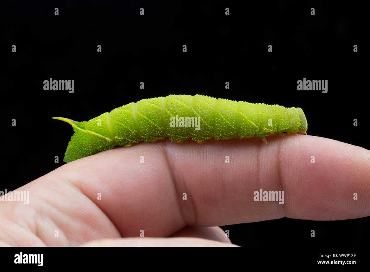 The caterpillar, or larva, of the Poplar Hawk-moth, Laothoe populi ...