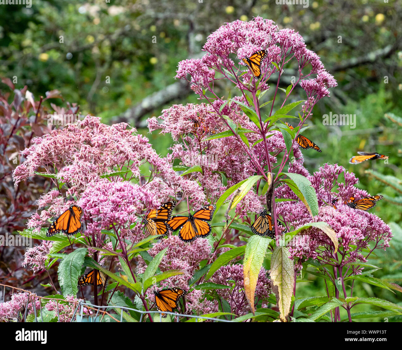 Many newly hatched Monarch Butterflies, Danaus plexippus, feeding on ...