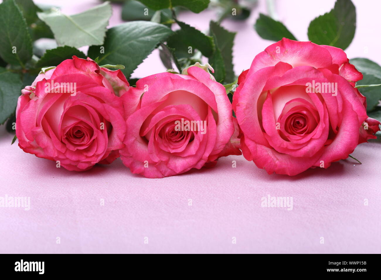 three pink roses Stock Photo - Alamy