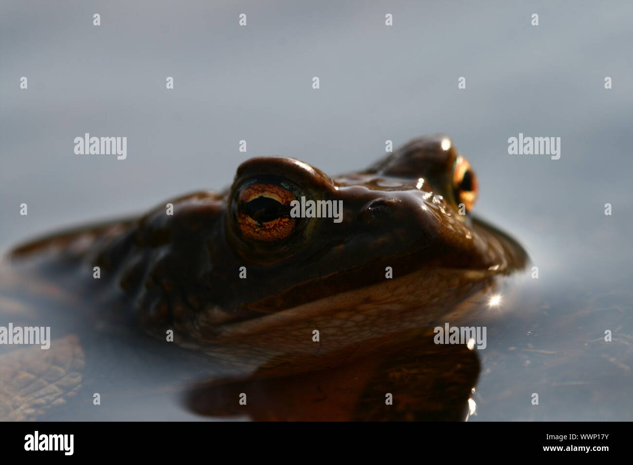 brown funny toad in water Stock Photo - Alamy