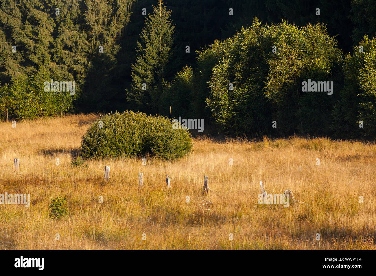 Meadow clearing hi-res stock photography and images - Alamy
