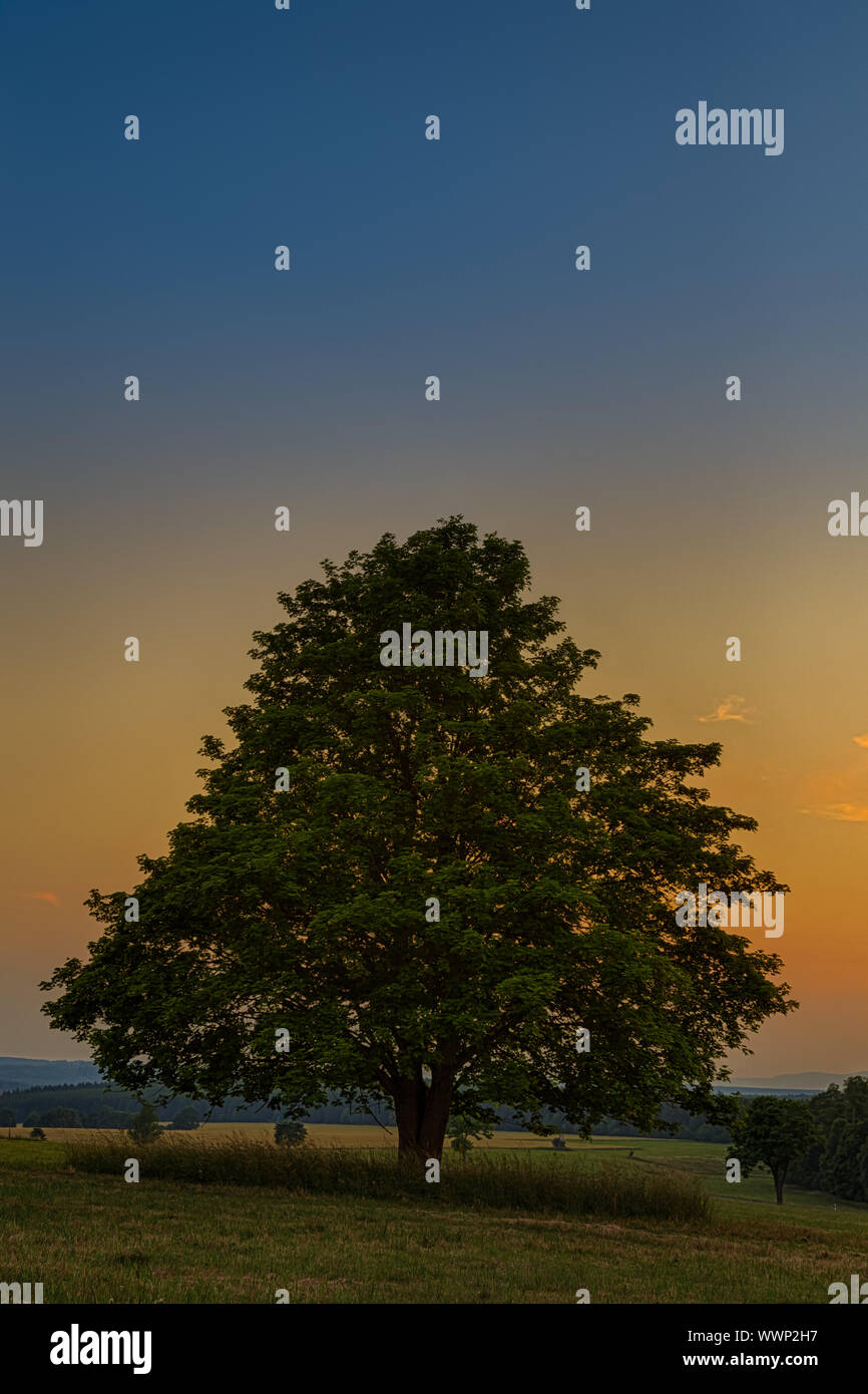 Tree at sunset Stock Photo - Alamy