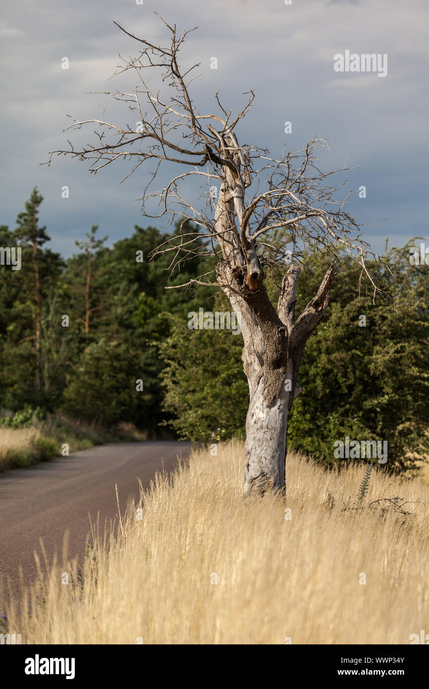 Dead standing tree hi-res stock photography and images - Alamy