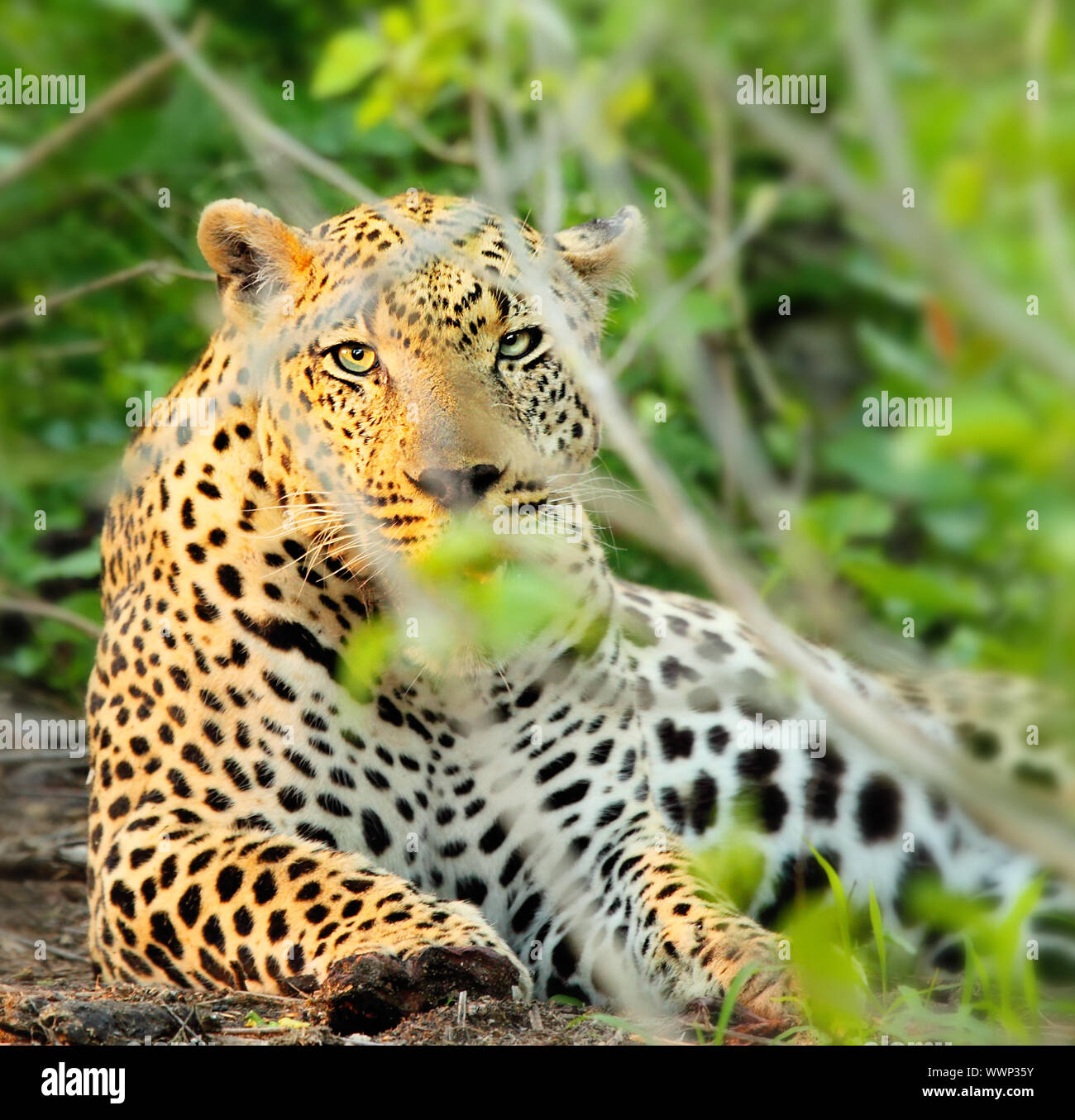 Wild leopard portrait Stock Photo - Alamy