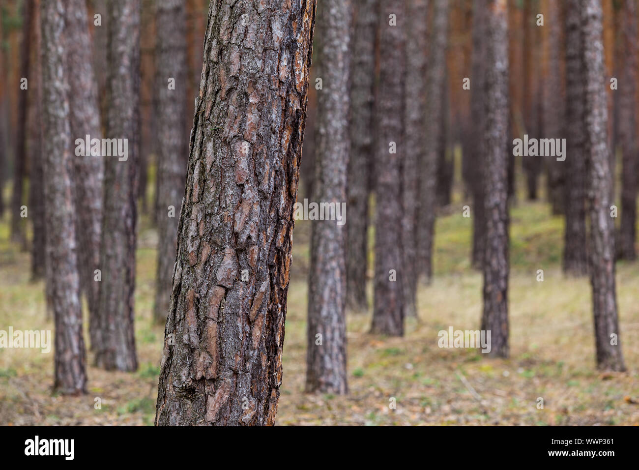 Pine tree stems hi-res stock photography and images - Alamy