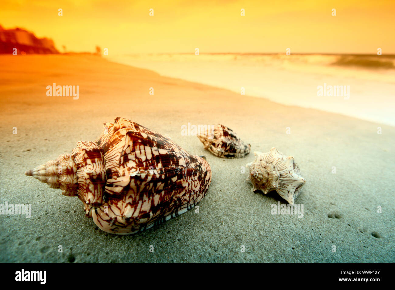 shell on sand under sunset sky Stock Photo - Alamy