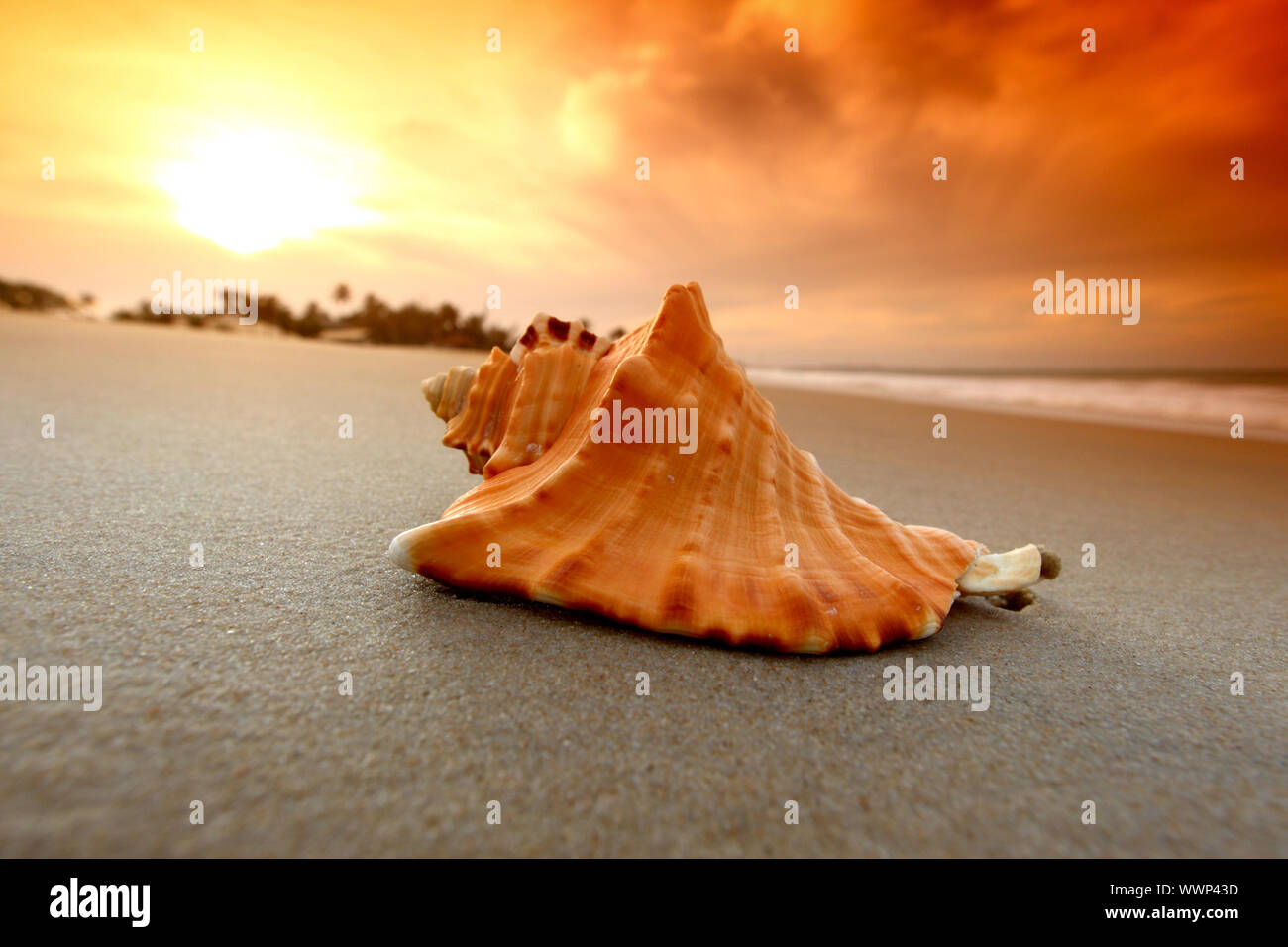 shell on sand under sunset sky Stock Photo - Alamy