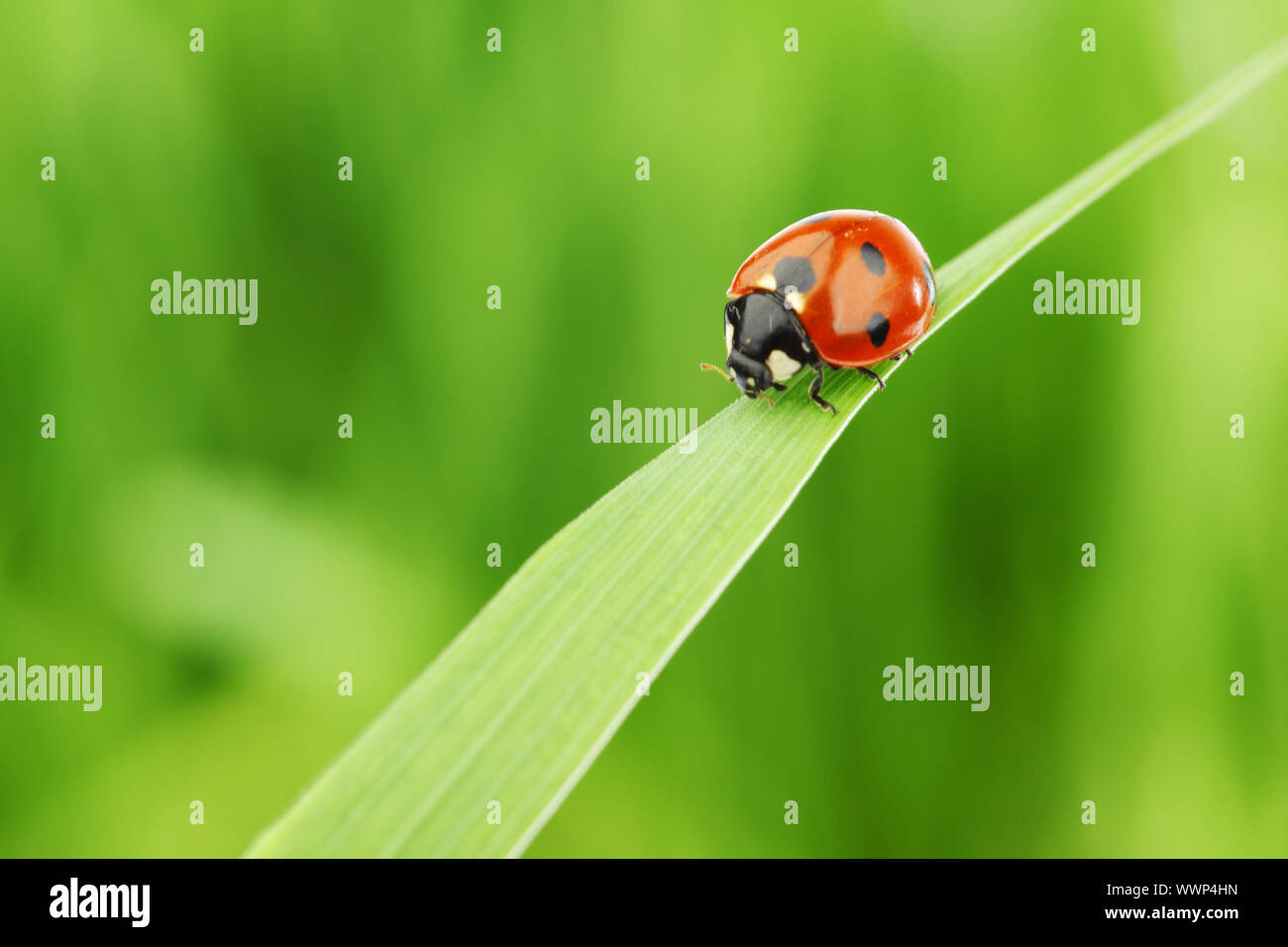 ladybug on grass nature background Stock Photo - Alamy
