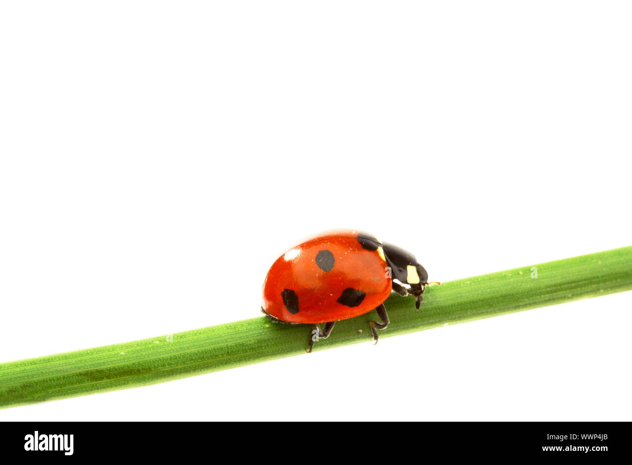 ladybug on grass isolated on white background Stock Photo - Alamy