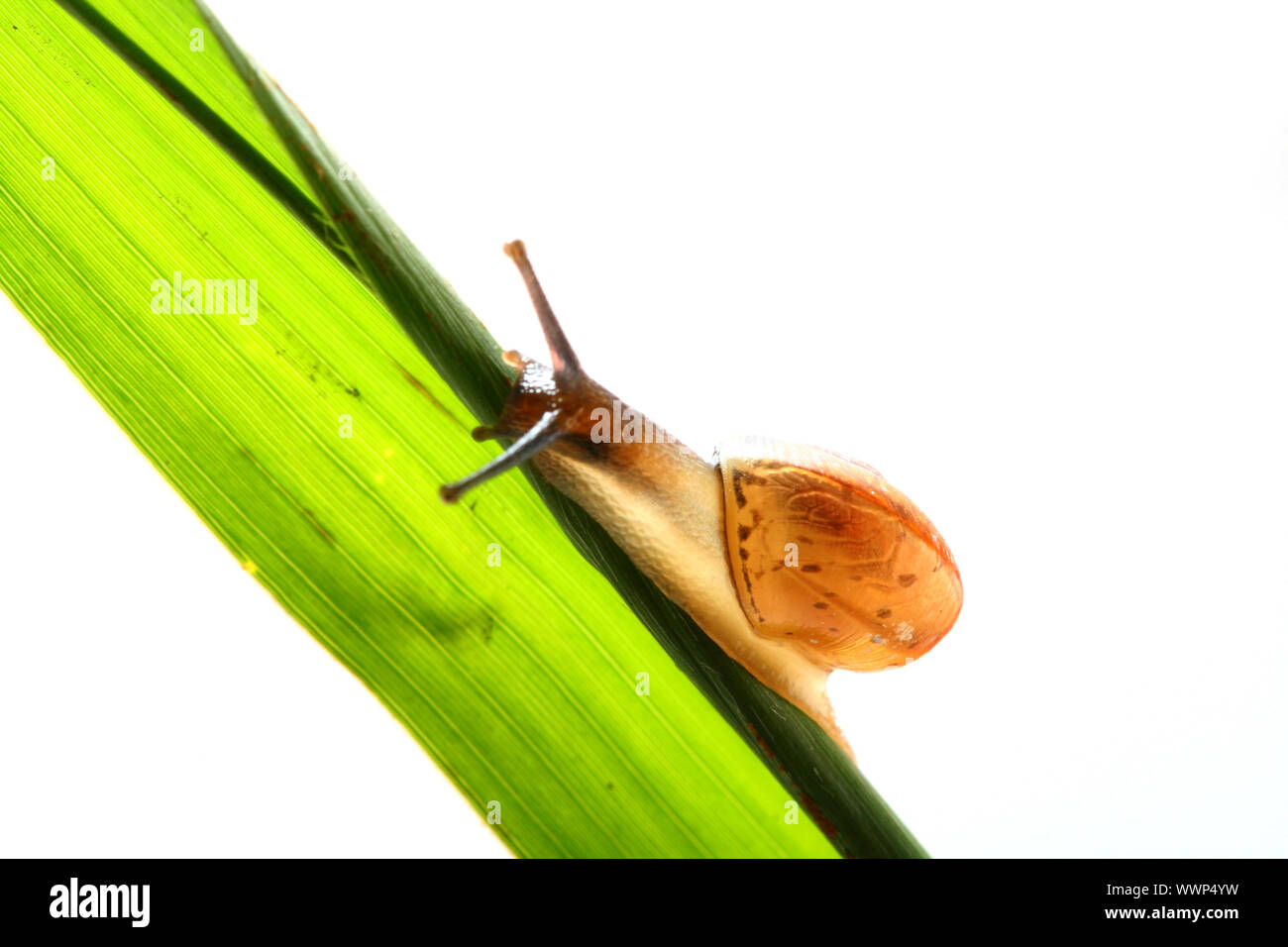 little shell on grass isolated on white Stock Photo - Alamy