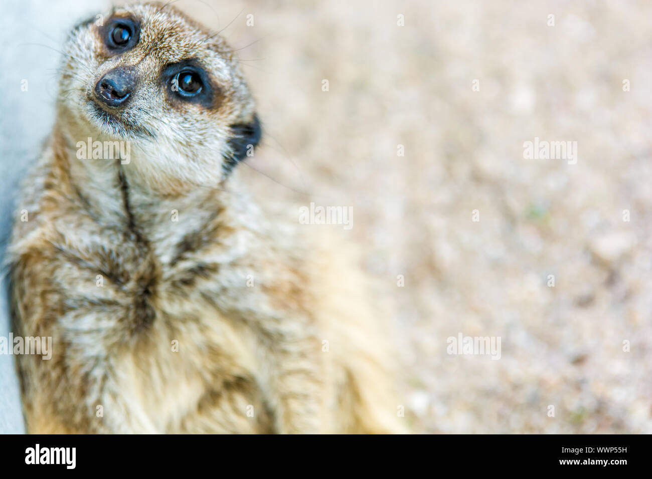 Gopher with cute look looks upwards Stock Photo - Alamy