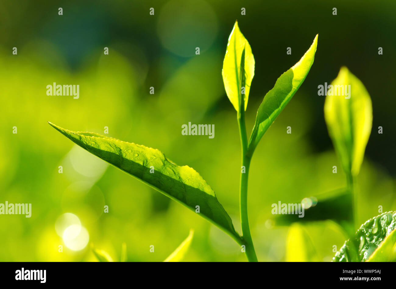 Tea Leaf with morning golden sunlight Stock Photo - Alamy