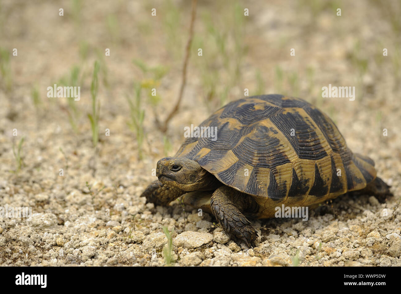 Moorish tortoise hi-res stock photography and images - Alamy