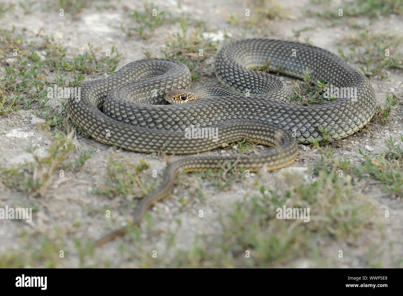 Snake arrow hi-res stock photography and images - Alamy