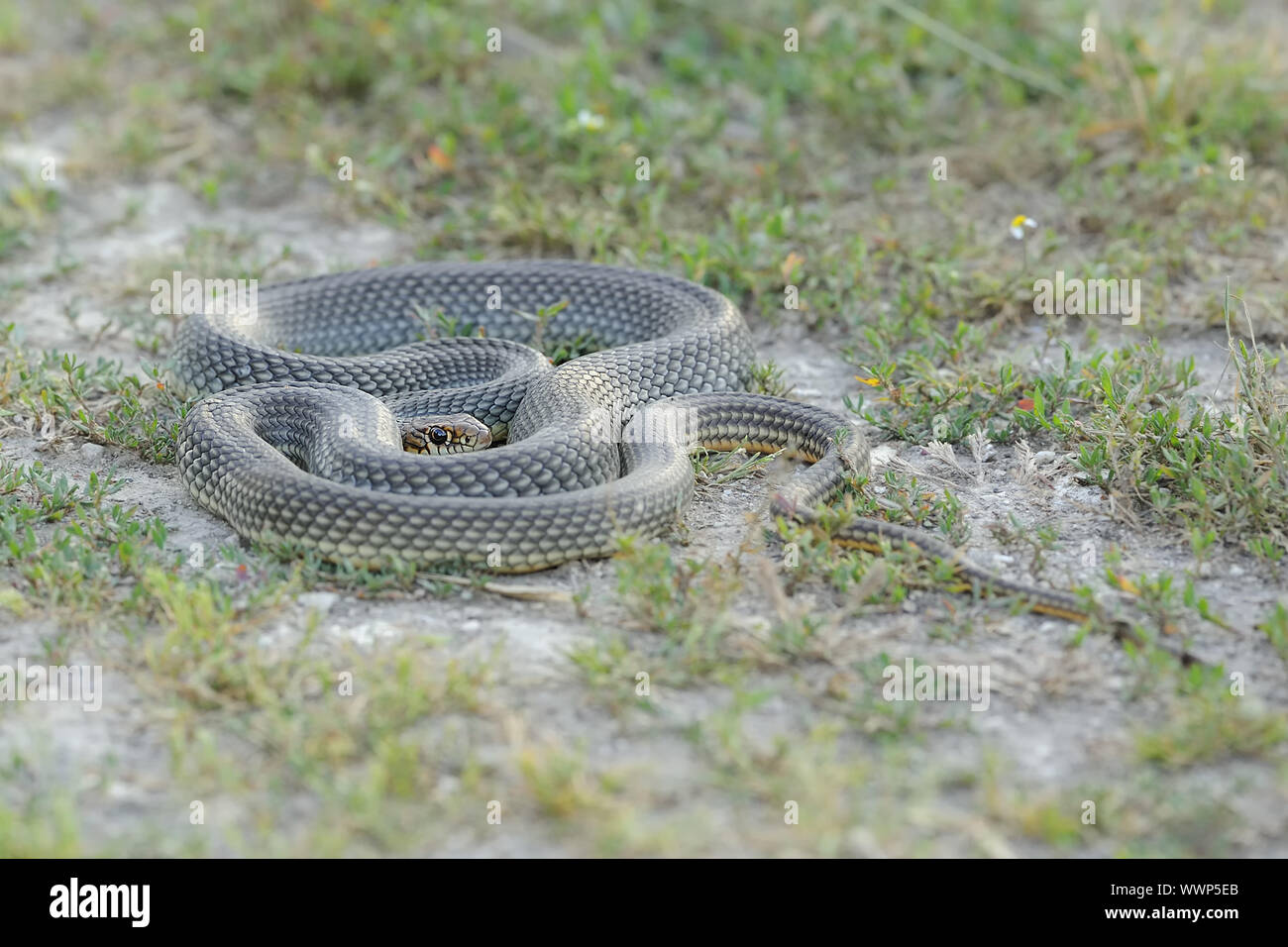 Snake arrow hi-res stock photography and images - Alamy