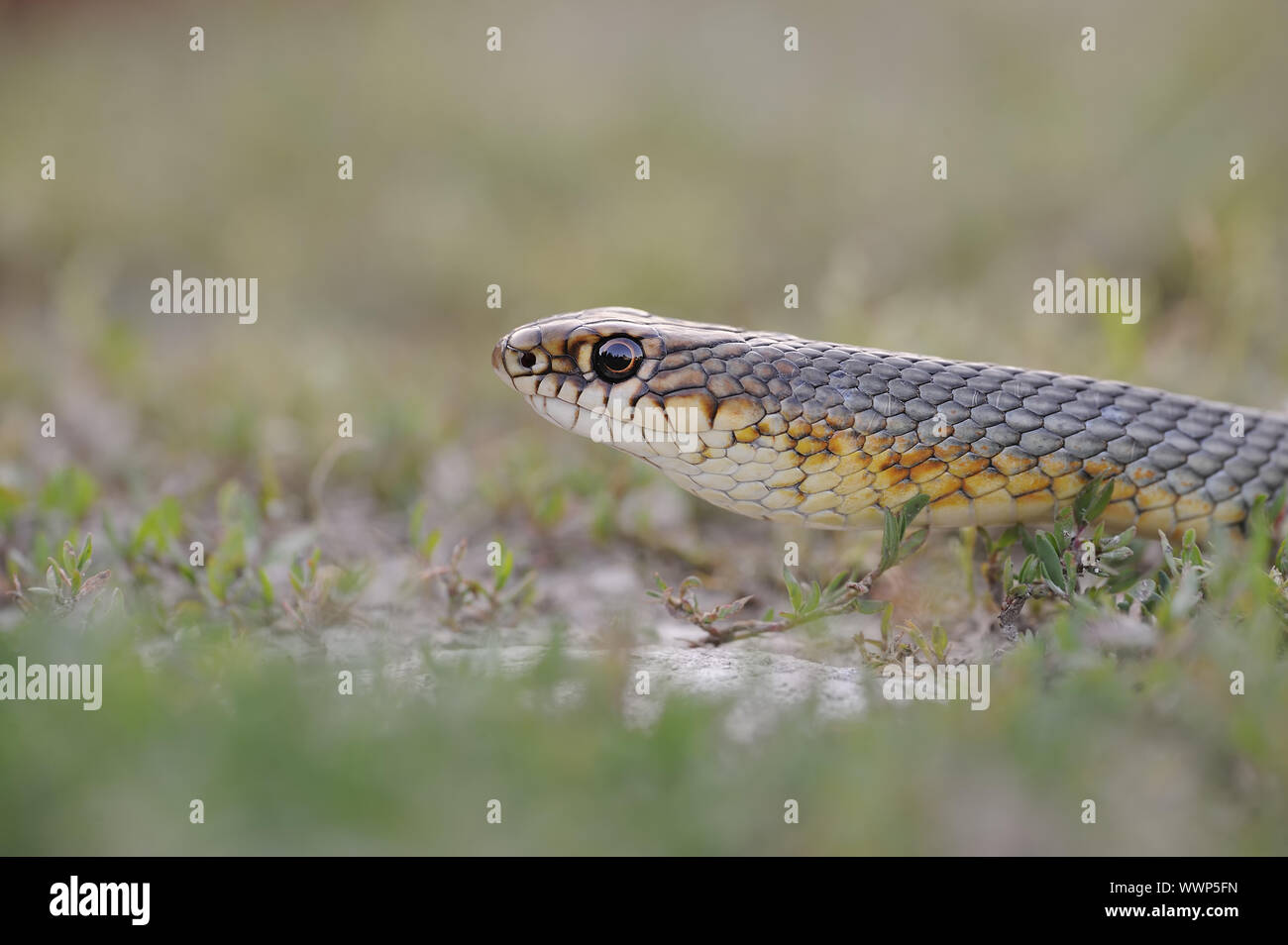 Caspian Whip Snake High Resolution Stock Photography and Images - Alamy