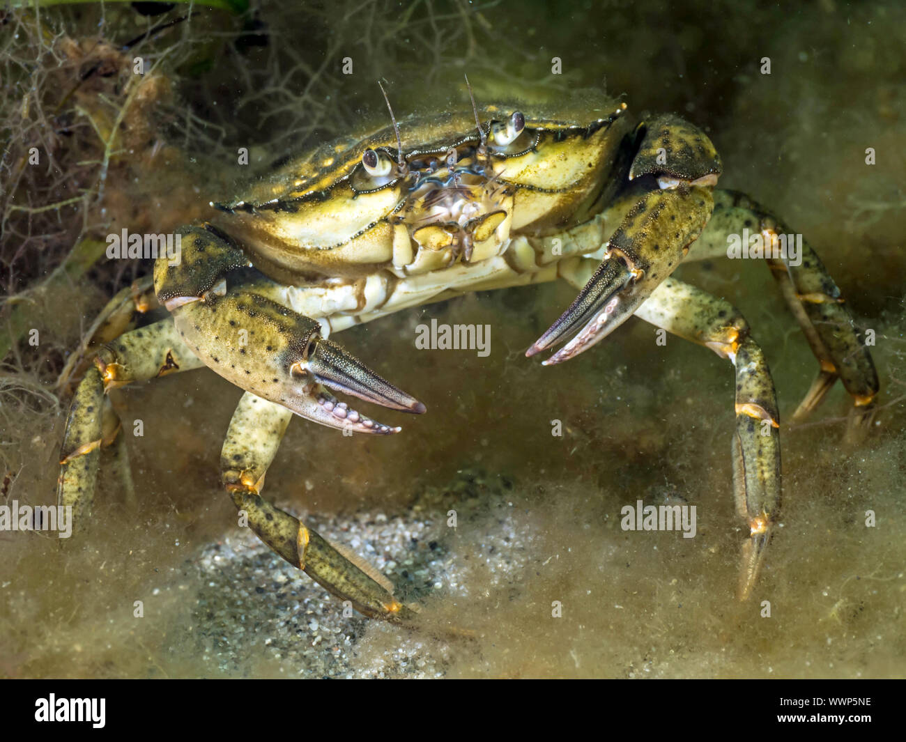 Gemeine Strandkrabbe (Carcinus maenas Stock Photo - Alamy