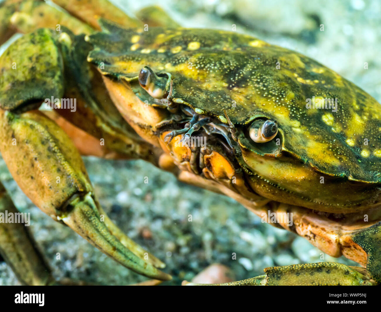Gemeine Strandkrabbe (Carcinus maenas Stock Photo - Alamy