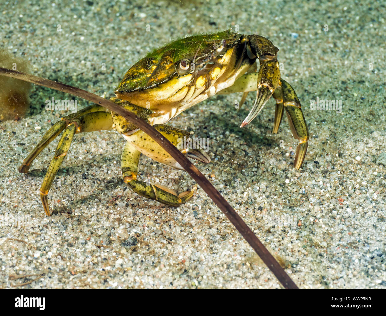 Gemeine Strandkrabbe (Carcinus maenas Stock Photo - Alamy