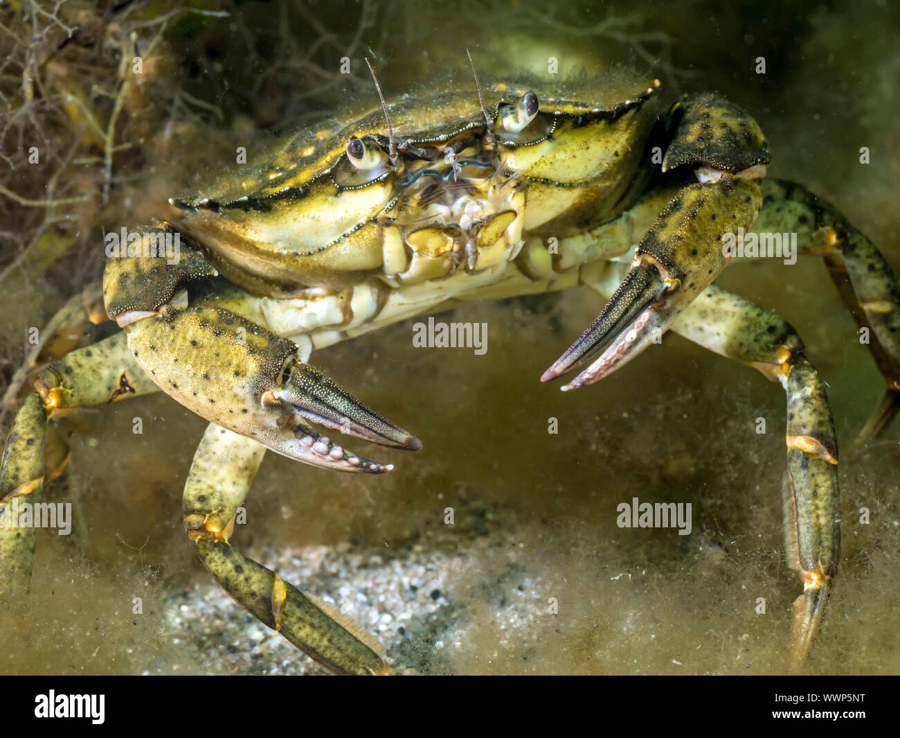 Gemeine Strandkrabbe (Carcinus maenas Stock Photo - Alamy