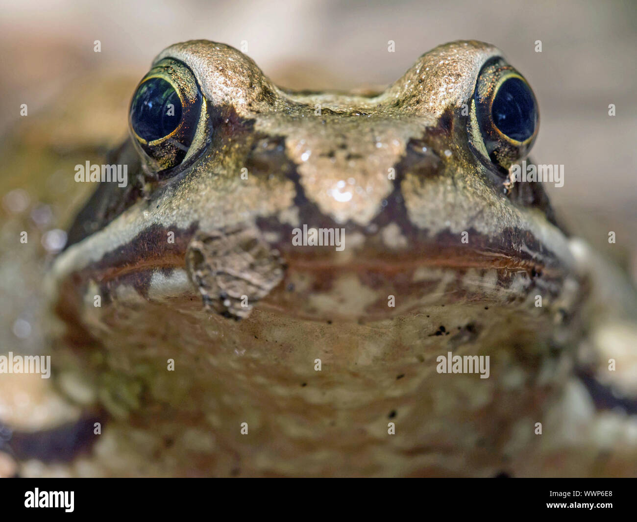 Closeup common common frog hi-res stock photography and images - Alamy