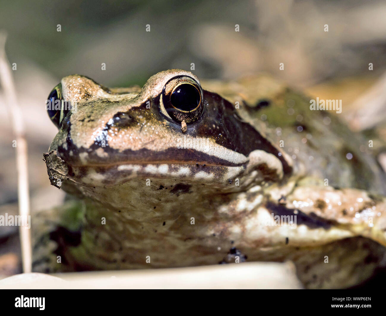 Common frog close up hi-res stock photography and images - Alamy