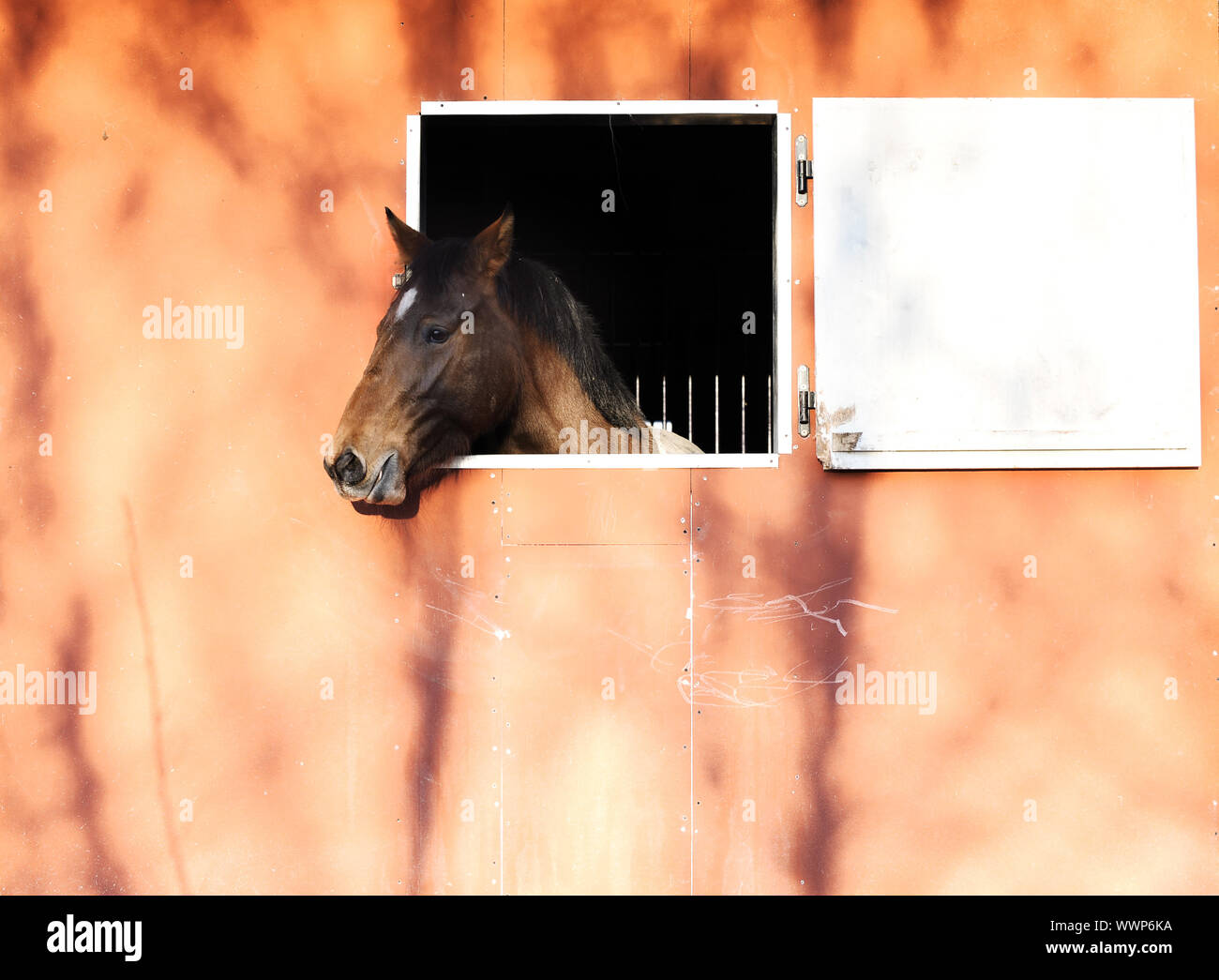 Horse looking through barn window hi-res stock photography and images ...