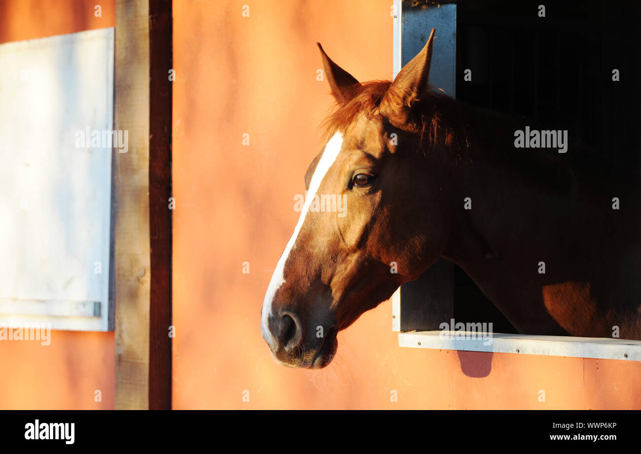 Horse looking through barn window hi-res stock photography and images ...
