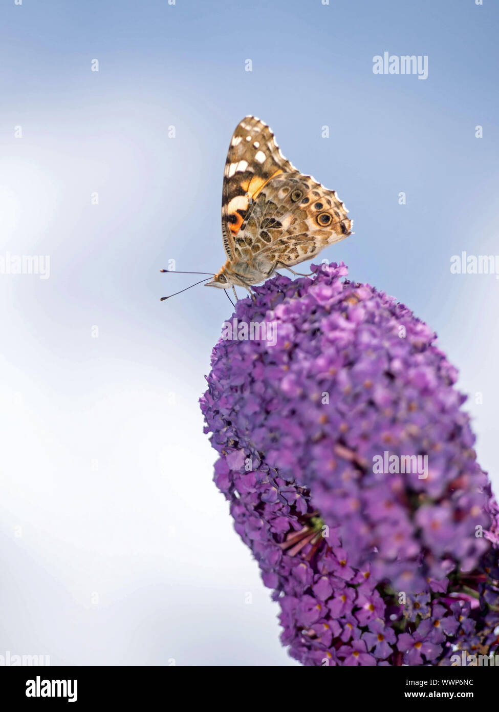 Painted butterfly hi-res stock photography and images - Alamy