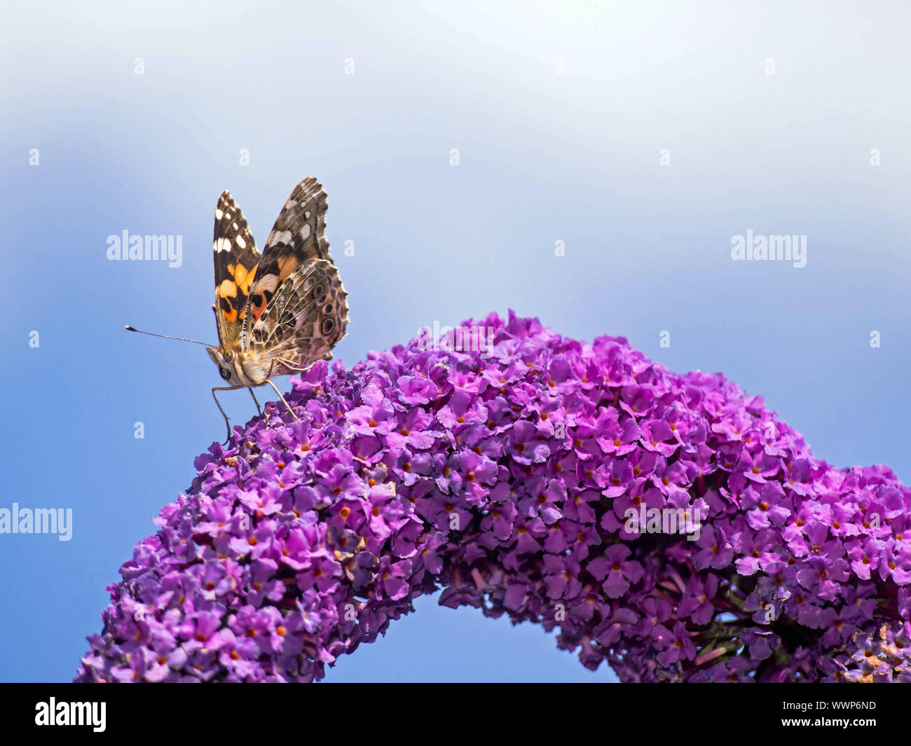 Lady garden hi-res stock photography and images - Alamy