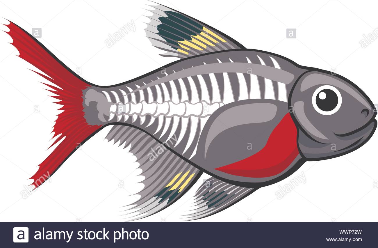 Cartoon X Ray Fish Stock Photos & Cartoon X Ray Fish Stock Images - Alamy